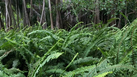 Wild ferns in front of Banyan tree | Stock Video | Pond5