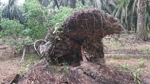 wild ficus microcarpa | Stock Video | Pond5