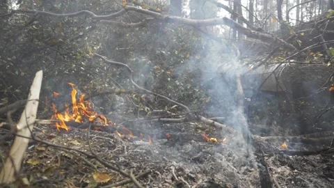 Wild fire in spring close up view. Defor... | Stock Video | Pond5