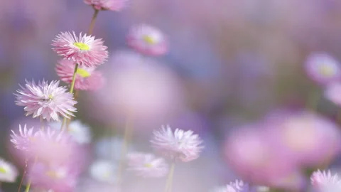 Flowers Bokey Stock Videos – Royalty-Free HD & 4K Videos