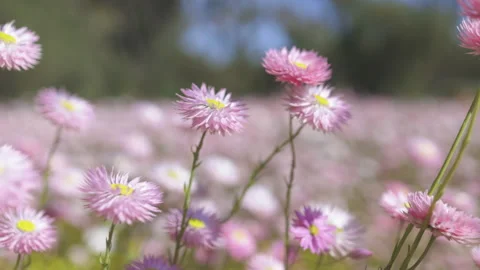 Bokep Western Stock Video Footage | Royalty Free Bokep Western Videos | Pond5