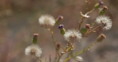 Flowers Bokey Stock Videos – Royalty-Free HD & 4K Videos