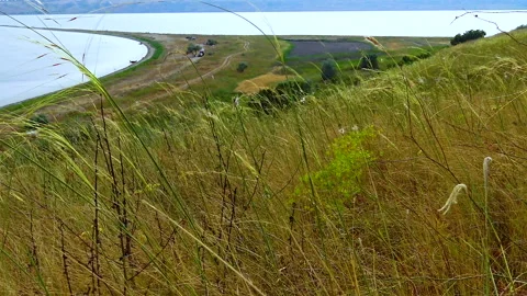 Wild forbs from steppe plants on the ban... | Stock Video | Pond5