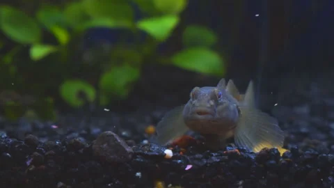 Wild freshwater fish goby in the aquariu... | Stock Video | Pond5