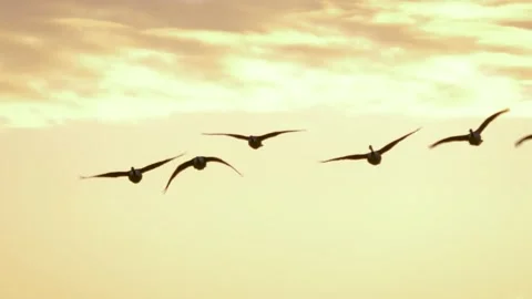 Wild geese flying against golden sky at ... | Stock Video | Pond5