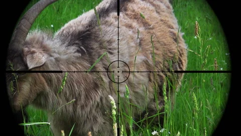 Wild Goat in Gun Rifle Scope. Wildlife H... | Stock Video | Pond5