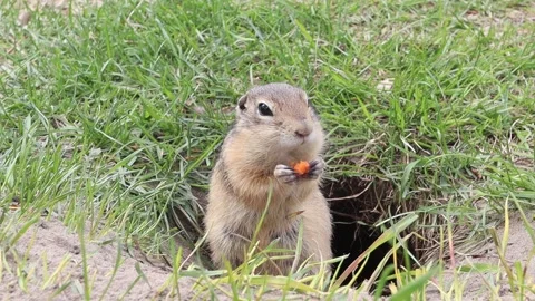Wild gopher eating carrot. A groundhog s... | Stock Video | Pond5
