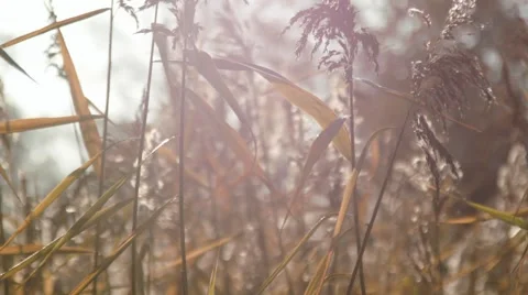 Moderate Weather Stock Footage ~ Royalty Free Stock Videos | Pond5