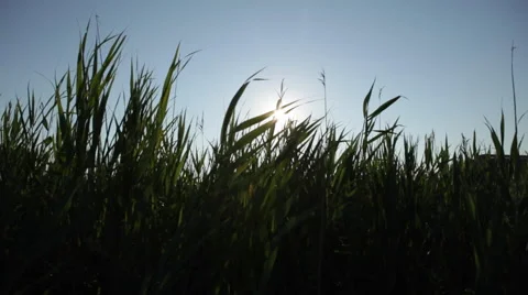 Wild Fire Video Stock Videos – Royalty-Free HD & 4K Videos | Pond5