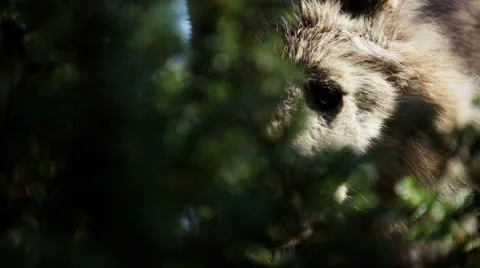 Wolf Stock Videos – Royalty-Free HD & 4K Videos