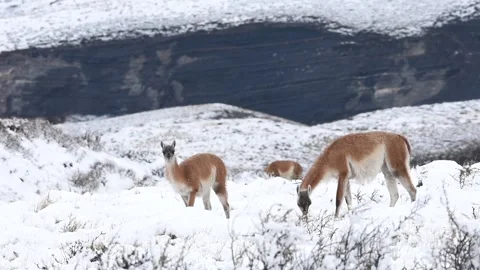 Wild guanaco eating in snow in winter in... | Stock Video | Pond5