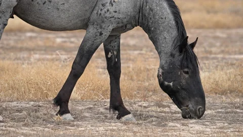 Wild horse with big scar on its jaw graz... | Stock Video | Pond5