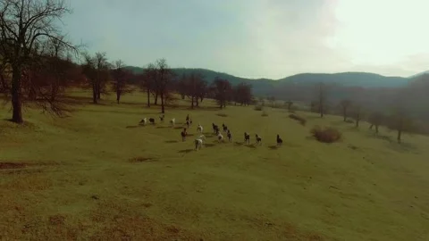 Wild Horses Music Stock Videos – Royalty-Free HD & 4K Videos | Pond5