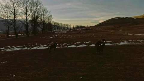 Wild Horses Music Stock Videos – Royalty-Free HD & 4K Videos | Pond5