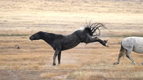 Wild Horses kicking at each other showin... | Stock Video | Pond5