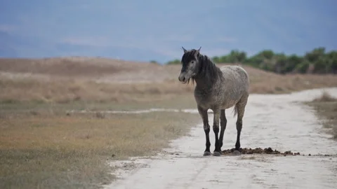 Horse Pooping Stock Videos – Royalty-Free HD & 4K Videos