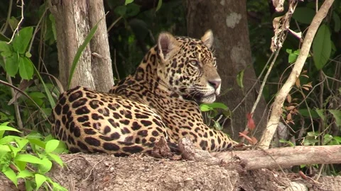 Sittoung River Stock Footage ~ Royalty Free Stock Videos | Pond5