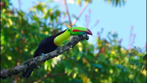 Toucan Stock Footage ~ Royalty Free Stock Videos | Pond5