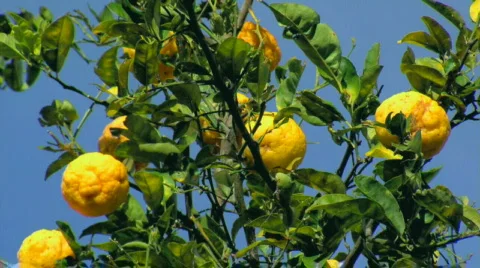 Wild Lemon Tree with Lemons Swaying in B... | Stock Video | Pond5