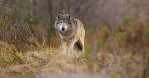 Wild male wolf walking in the grass in t... | Stock Video | Pond5