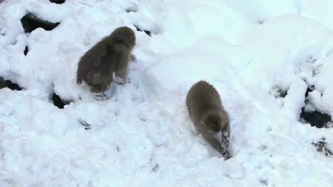 Wild Ice: T Stock Videos – Royalty-Free HD & 4K Videos | Pond5