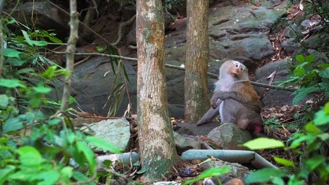 wild monkey goes into the jungle, natura... | Stock Video | Pond5