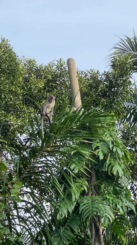 Monkey Poer Stock Videos – Royalty-Free HD & 4K Videos