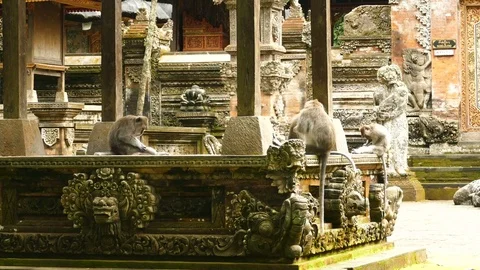 Wild monkeys in front of temple in Monke... | Stock Video | Pond5