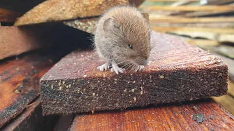 Wild mouse in nature. Mouse and wooden b... | Stock Video | Pond5