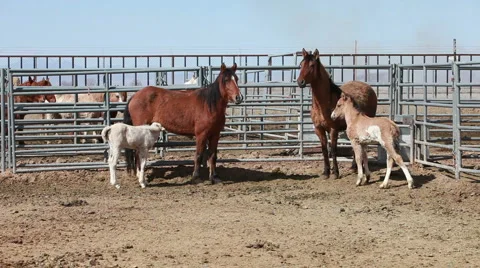 Mareg Hd Photo Stock Videos – Royalty-Free HD & 4K Videos | Pond5