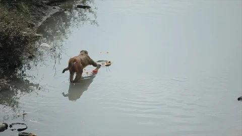 Monkey Stealing Food Stock Videos – Royalty-Free HD & 4K Videos | Pond5