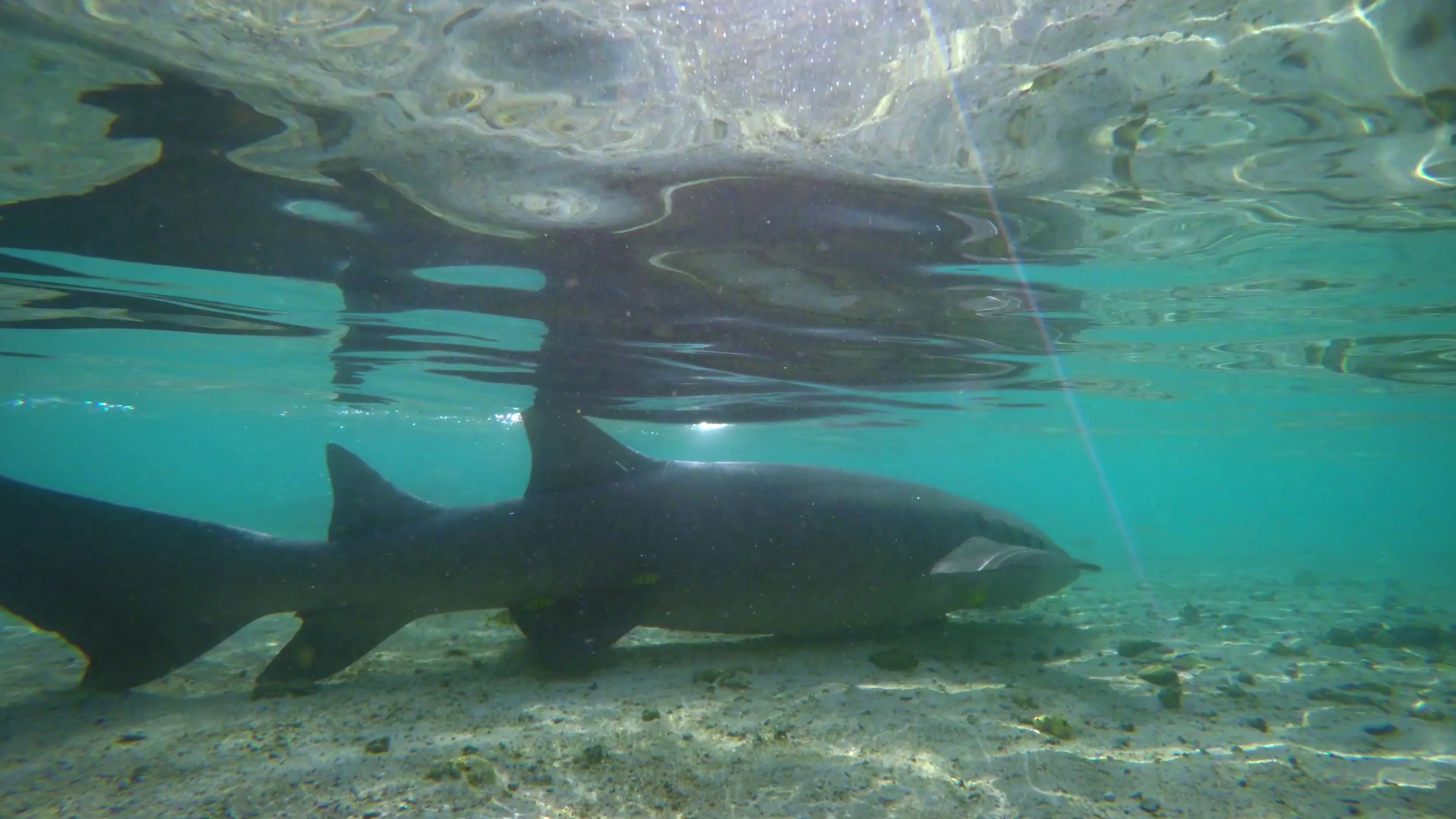Shark In Shallow Water