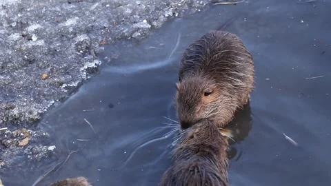 Survival Food Meals Stock Videos – Royalty-Free HD & 4K Videos | Pond5