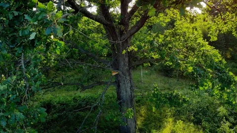 Wild Oak Tree in Remote Wilderness. 4k U... | Stock Video | Pond5
