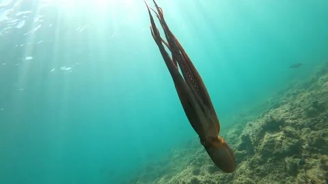 Wild octopus underwater in mediterranean... | Stock Video | Pond5