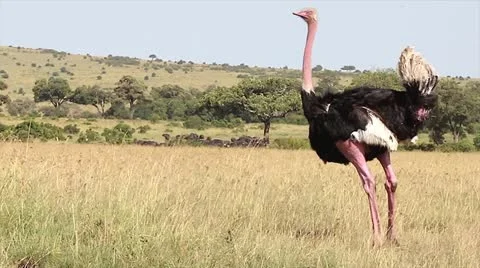 Ostrich Pooping Stock Footage ~ Royalty Free Stock Videos | Pond5