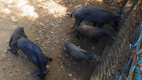 Wild Pig Sounder Stock Videos – Royalty-Free HD & 4K Videos | Page 3