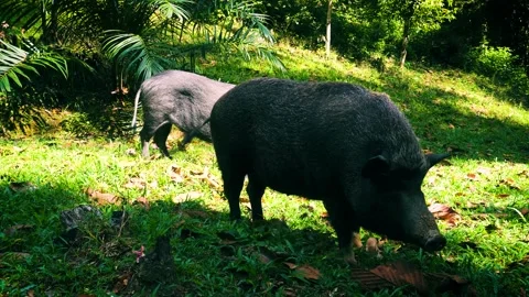 Wild Pigs Wagging Tails In Kkao Sok Jung... | Stock Video | Pond5