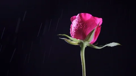 Wild Pink Rose under the Rain, rotating ... | Stock Video | Pond5