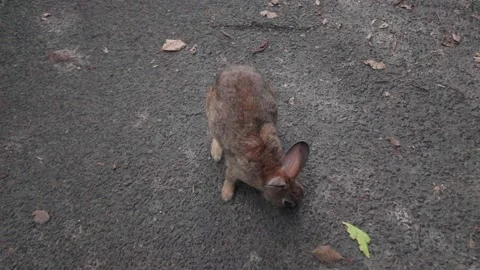 Wild rabbit up close sniffing on Rabbit ... | Stock Video | Pond5