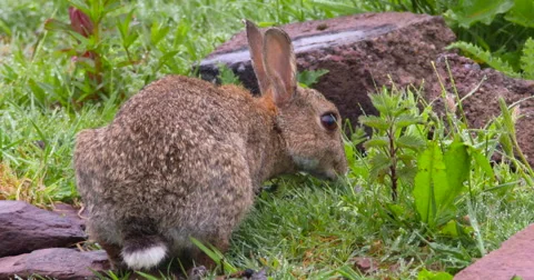 Wild Rabbit feeding on green vegetation,... | Stock Video | Pond5