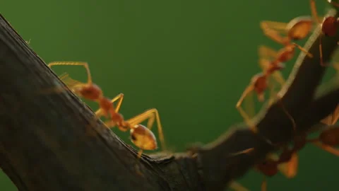 Wild red ants colony run along a tree br... | Stock Video | Pond5