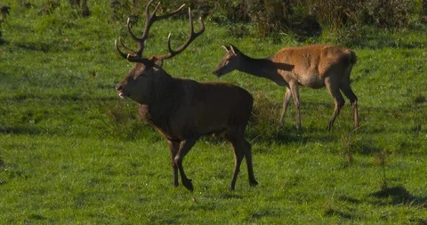Stag Walking Stock Videos – Royalty-Free HD & 4K Videos