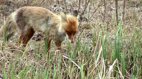 Fox Watering Stock Videos – Royalty-Free HD & 4K Videos