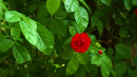 Wild red rose on the bush | Stock Video | Pond5