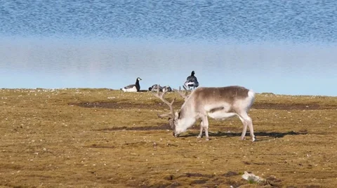 Wild reindeer and barnacle gees - Arctic... | Stock Video | Pond5