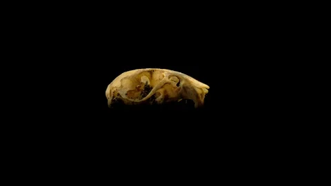 A wild rodent skull specimen rotating in... | Stock Video | Pond5