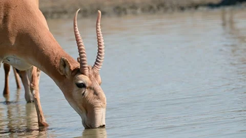 Saiga Stock Videos – Royalty-Free HD & 4K Videos | Pond5