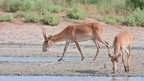 Saiga Stock Videos – Royalty-Free HD & 4K Videos | Pond5