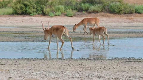 Saiga Antelope Stock Video Footage | Royalty Free Saiga Antelope Videos ...